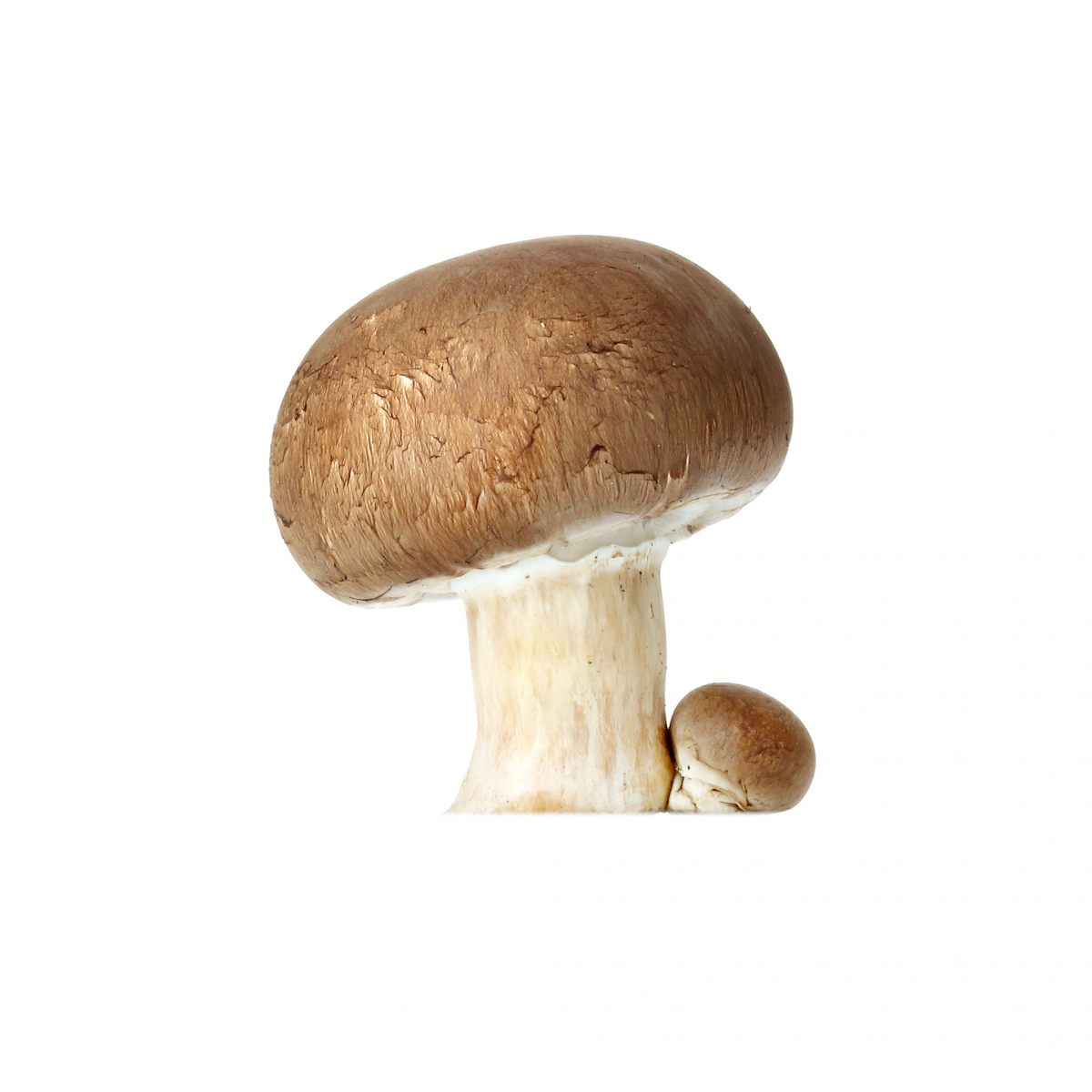 Champignon de Paris (légumes) - Académie du Goût