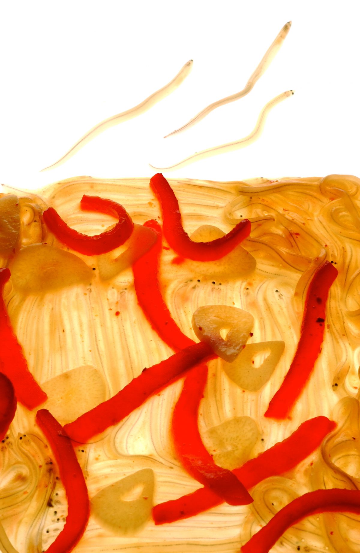 Recette de Pibales comme on les mange au pays basque par Alain Ducasse ...