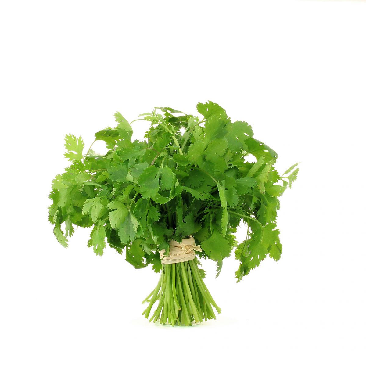 Coriandre (épices, huiles et condiments)