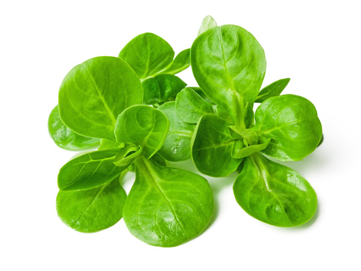 Mâche (légumes) - Académie du Goût