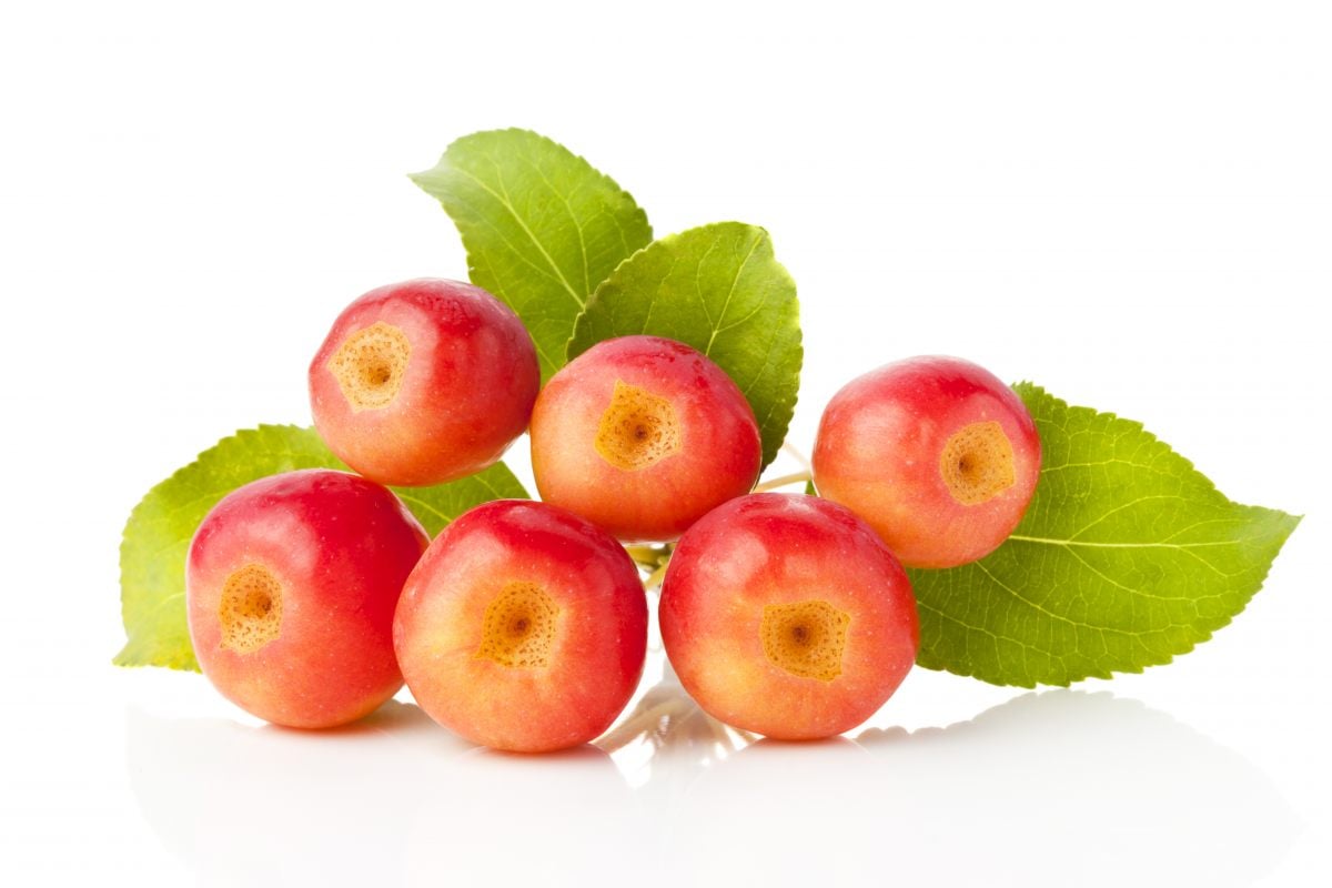 Fruit Du Pommier Sauvage Tout Connaître Du Pommier, Le Fruit