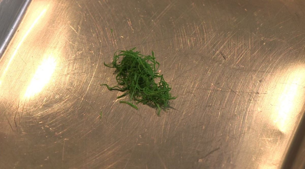 Ciseler de la coriandre - Glossaire culinaire | Académie du Goût