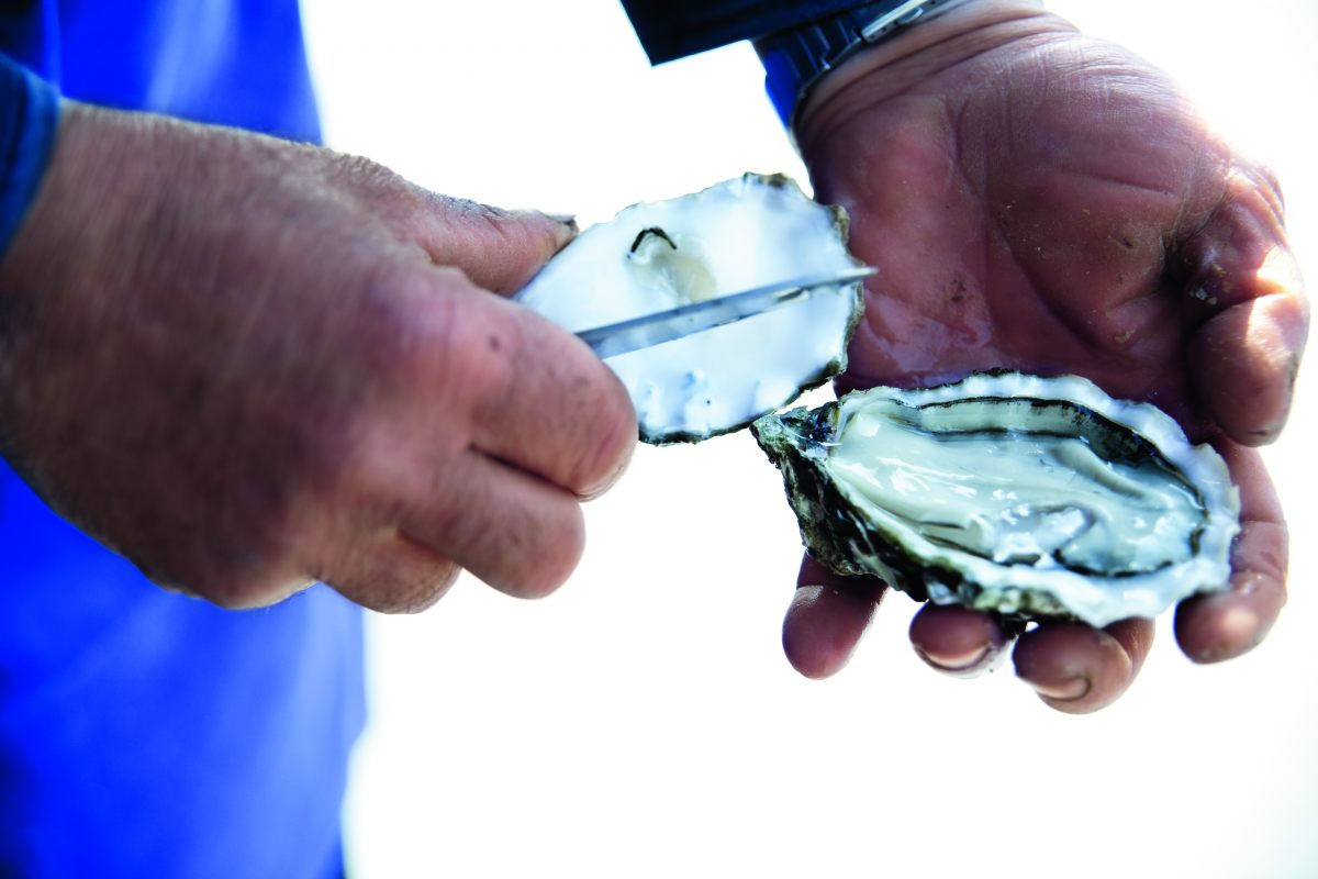 Comment bien choisir ses huîtres et comment les déguster ? - Académie ...