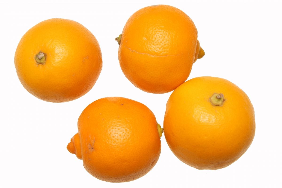 Bergamote (fruits) - Académie du Goût