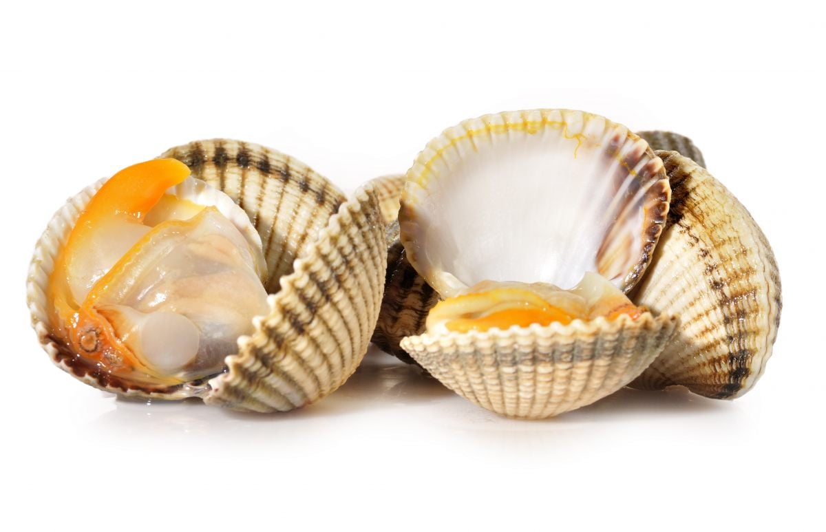 Coques (poissons et fruits de mer) - Académie du Goût