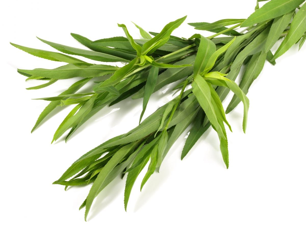Estragon (épices, huiles et condiments) - Académie du Goût