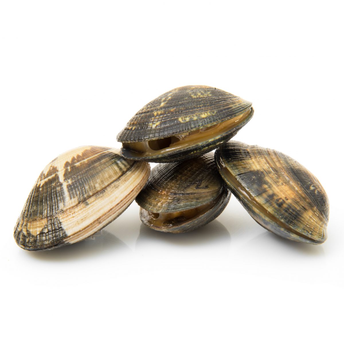 Praire (palourde) (poissons et fruits de mer) Praire (palourde) (poissons et fruits de mer)