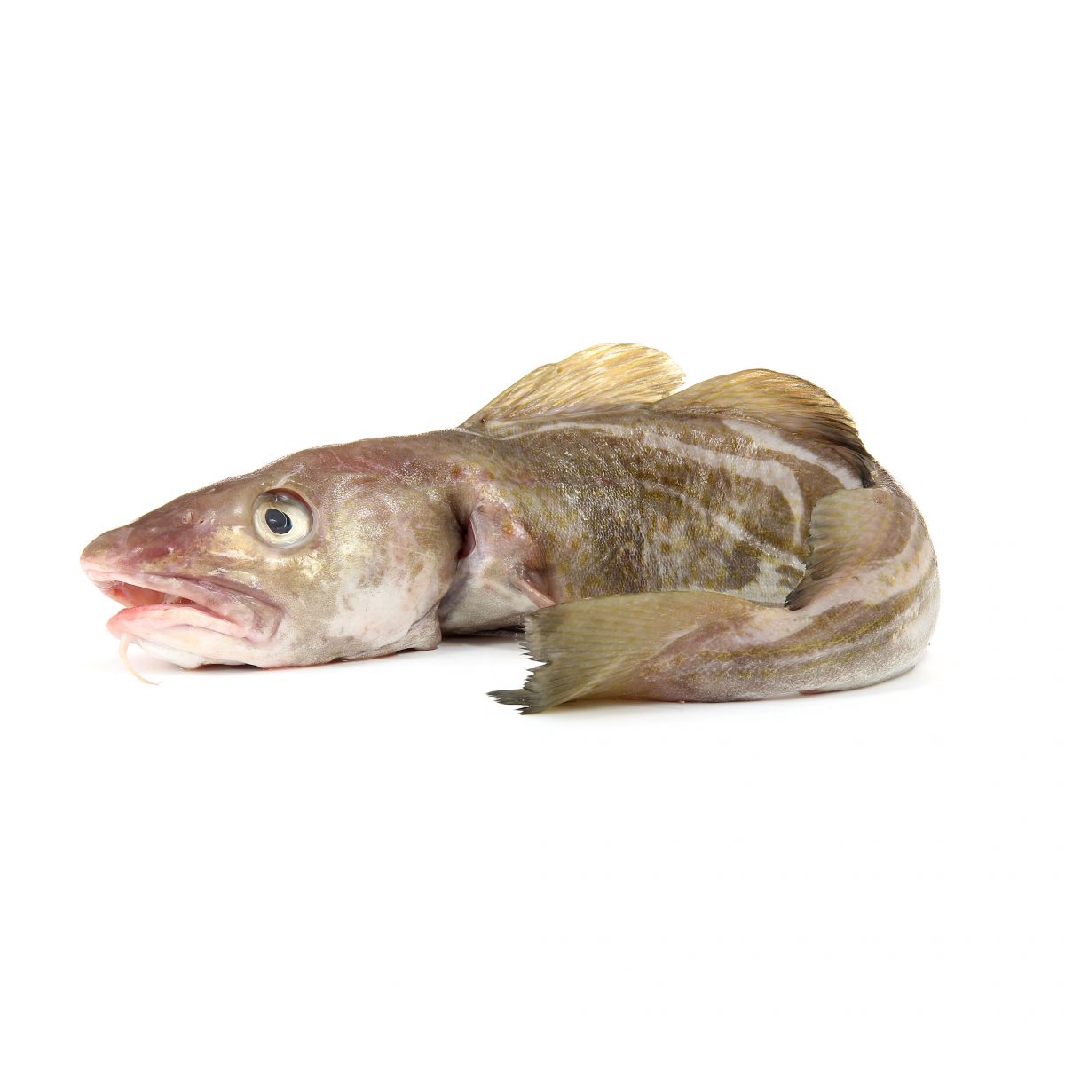 Cabillaud (ou morue) (poissons et fruits de mer) - Académie du Goût