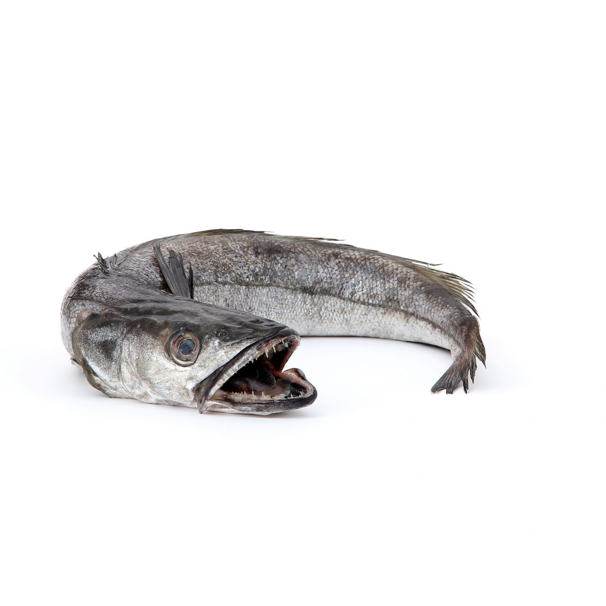 Colin (poissons et fruits de mer) - Académie du Goût