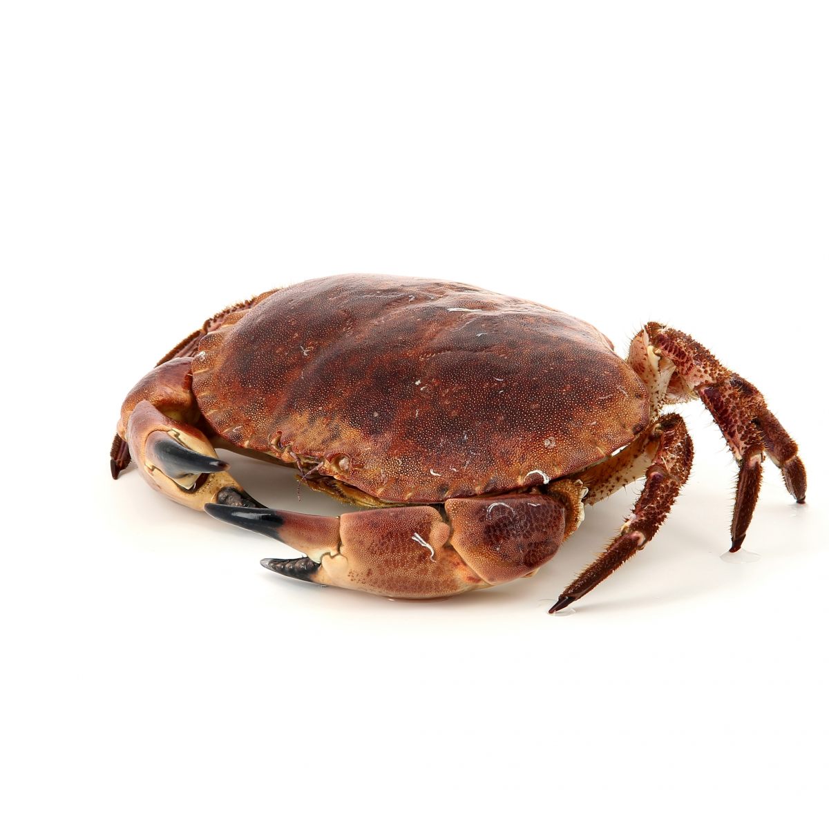 Crabe (poissons et fruits de mer) - Académie du Goût