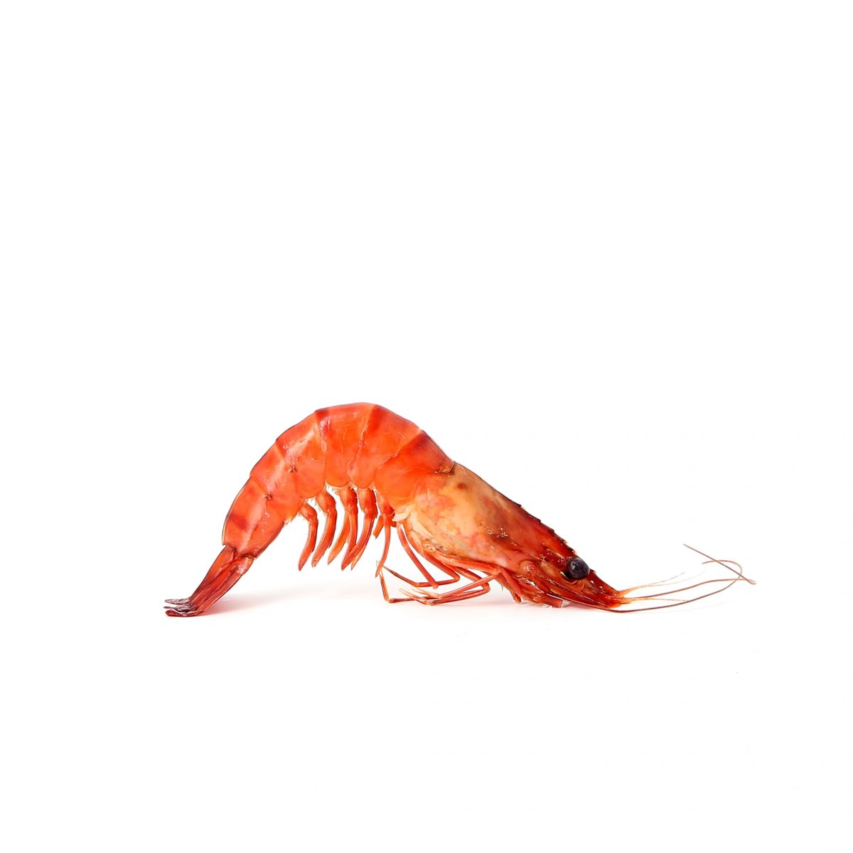 Crevette (poissons et fruits de mer)