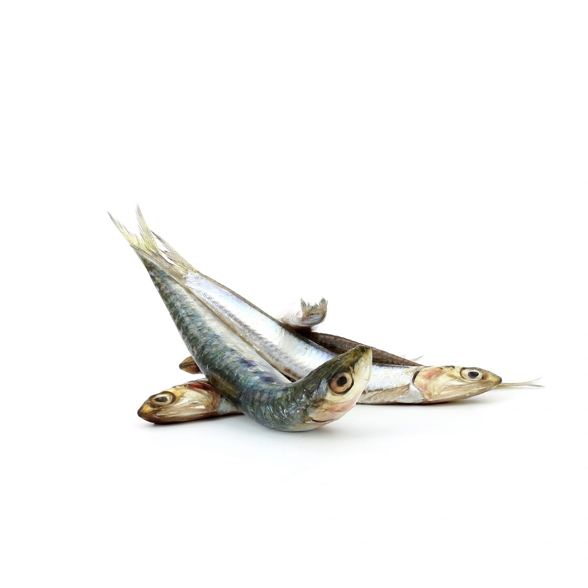 Anchois (poissons et fruits de mer) - Académie du Goût